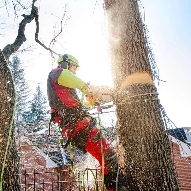 Rotherham's Best Tree Surgeons Delivering Top Quality Tree Services