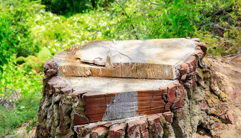 Affordable Stump Grinding In Rotherham [20 Years Experience]