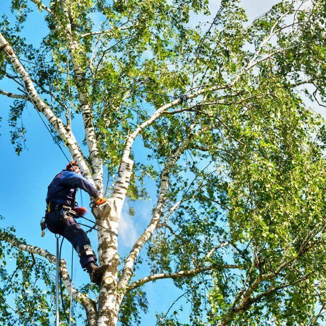 Rotherham's Best Tree Surgeons Delivering Top Quality Tree Services